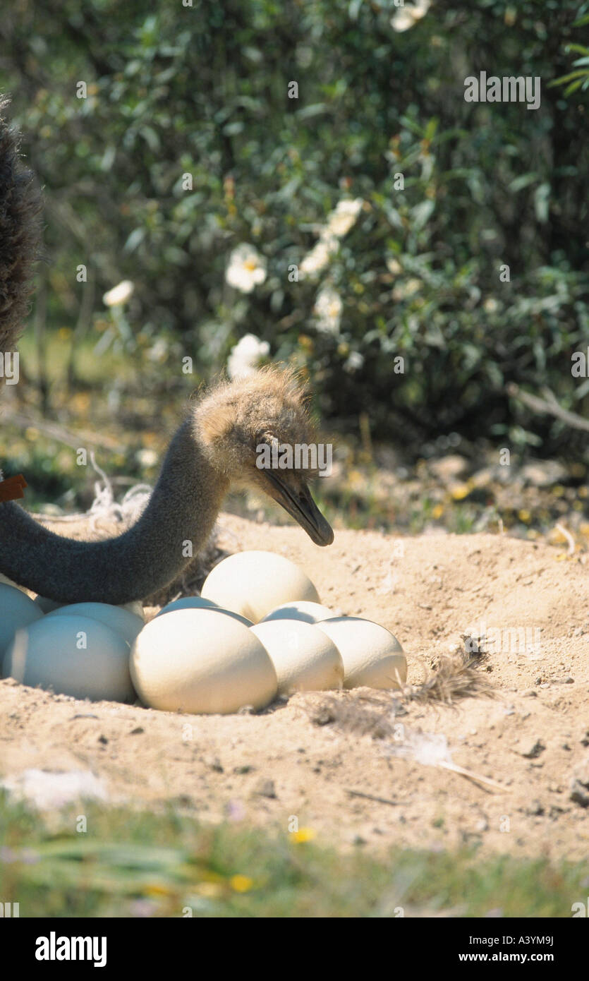 Ostrich nest female hi-res stock photography and images - Alamy