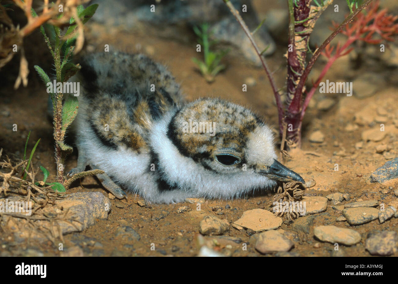 Ringed plovers baby birds hi-res stock photography and images - Alamy