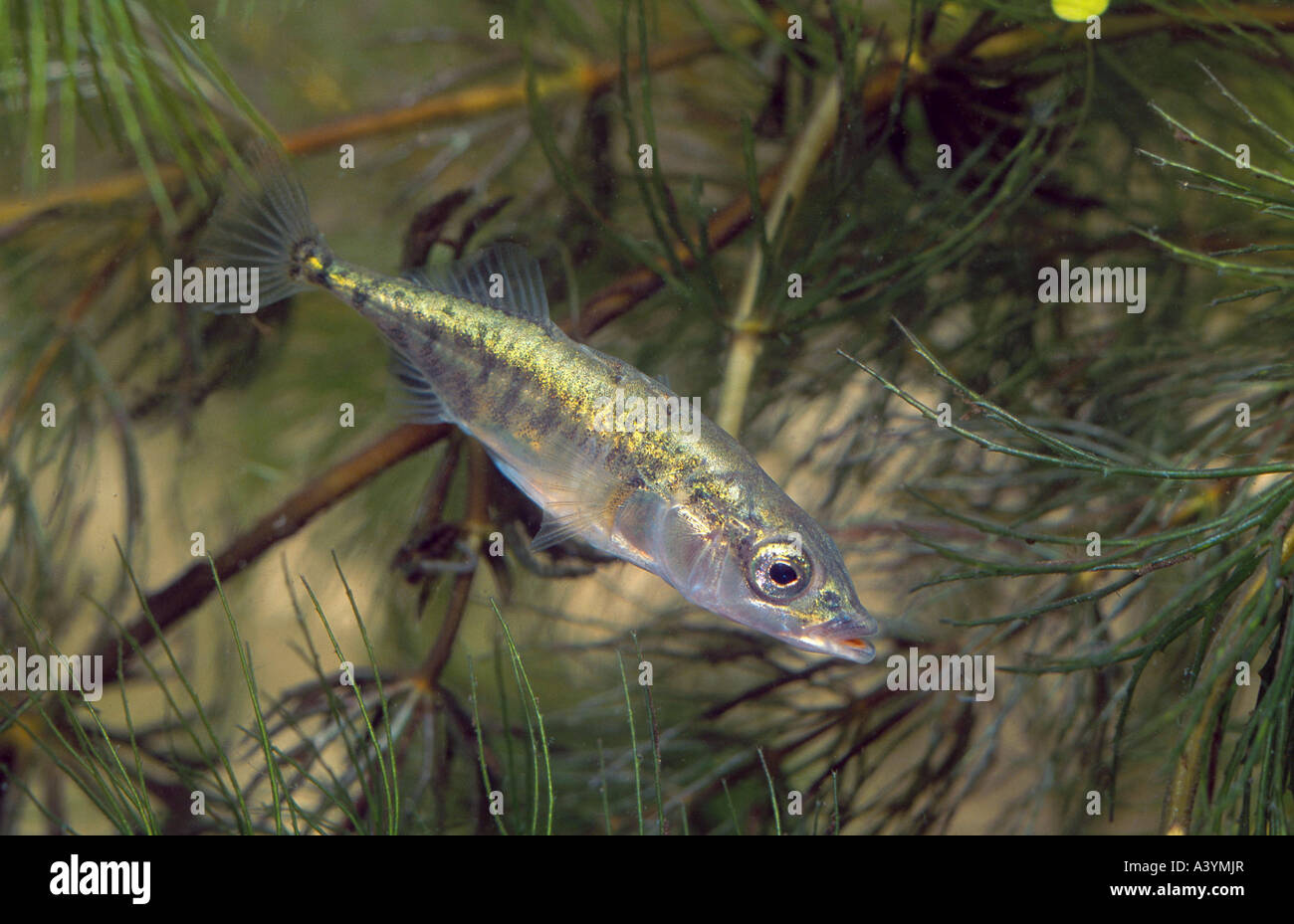 Stickleback female hi-res stock photography and images - Alamy