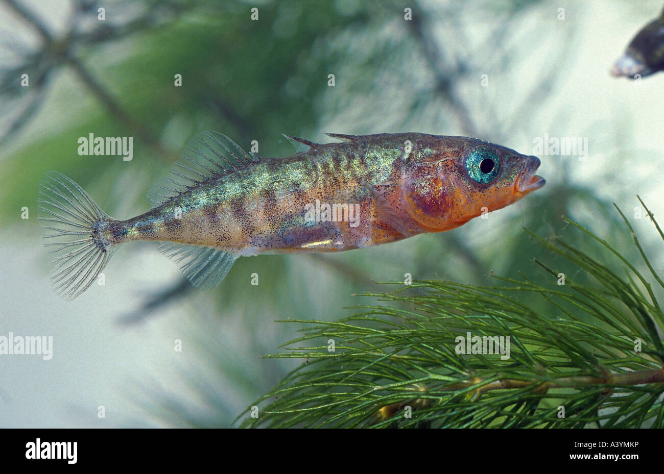 three-spined stickleback (Gasterosteus aculeatus), male in nuptial ...