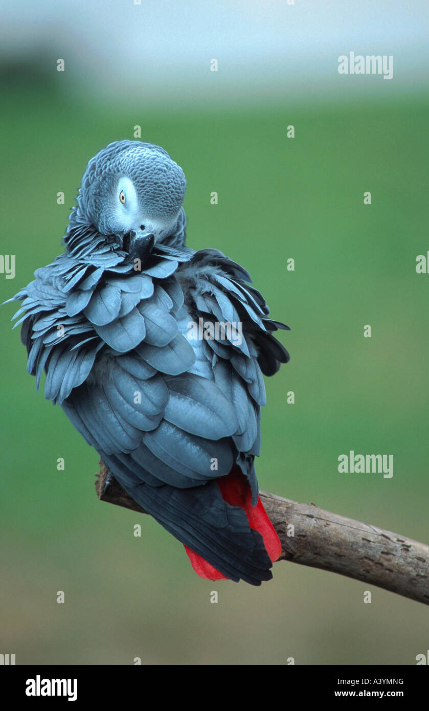 grey parrot (Psittacus erithacus), grooming Stock Photo - Alamy