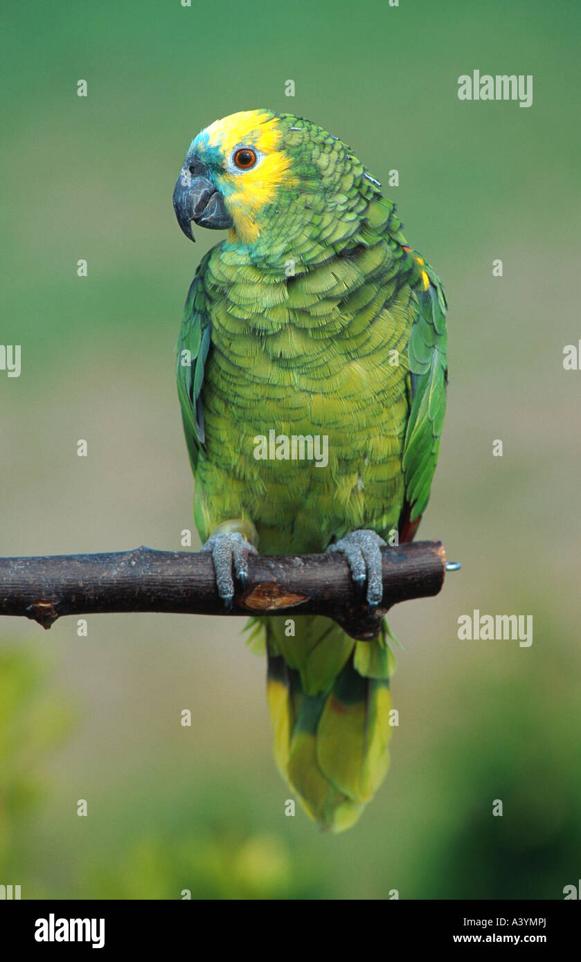 yellow-crowned amazon (Amazona ochrocephala Stock Photo - Alamy