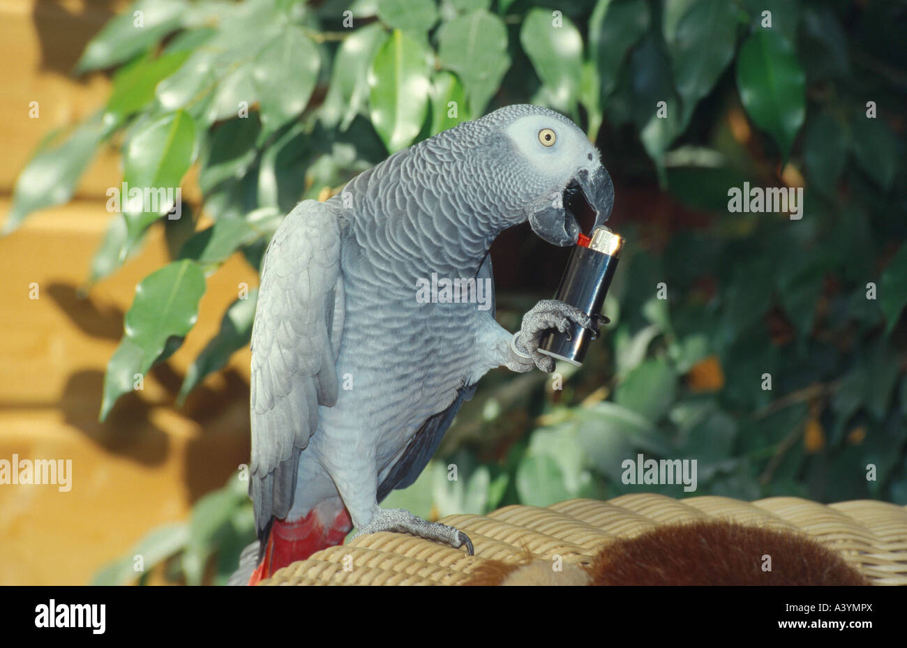grey parrot (Psittacus erithacus), playing with lighter Stock Photo - Alamy