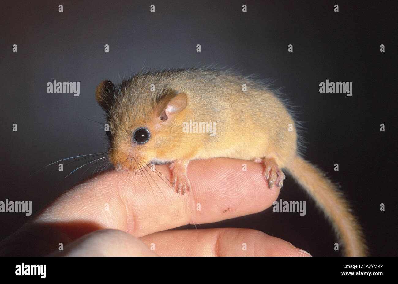 common dormouse, hazel dormouse (Muscardinus avellanarius), on human ...
