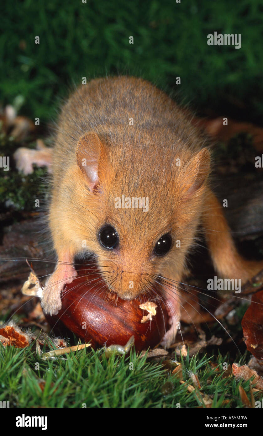 Dormice eating chestnut hi-res stock photography and images - Alamy