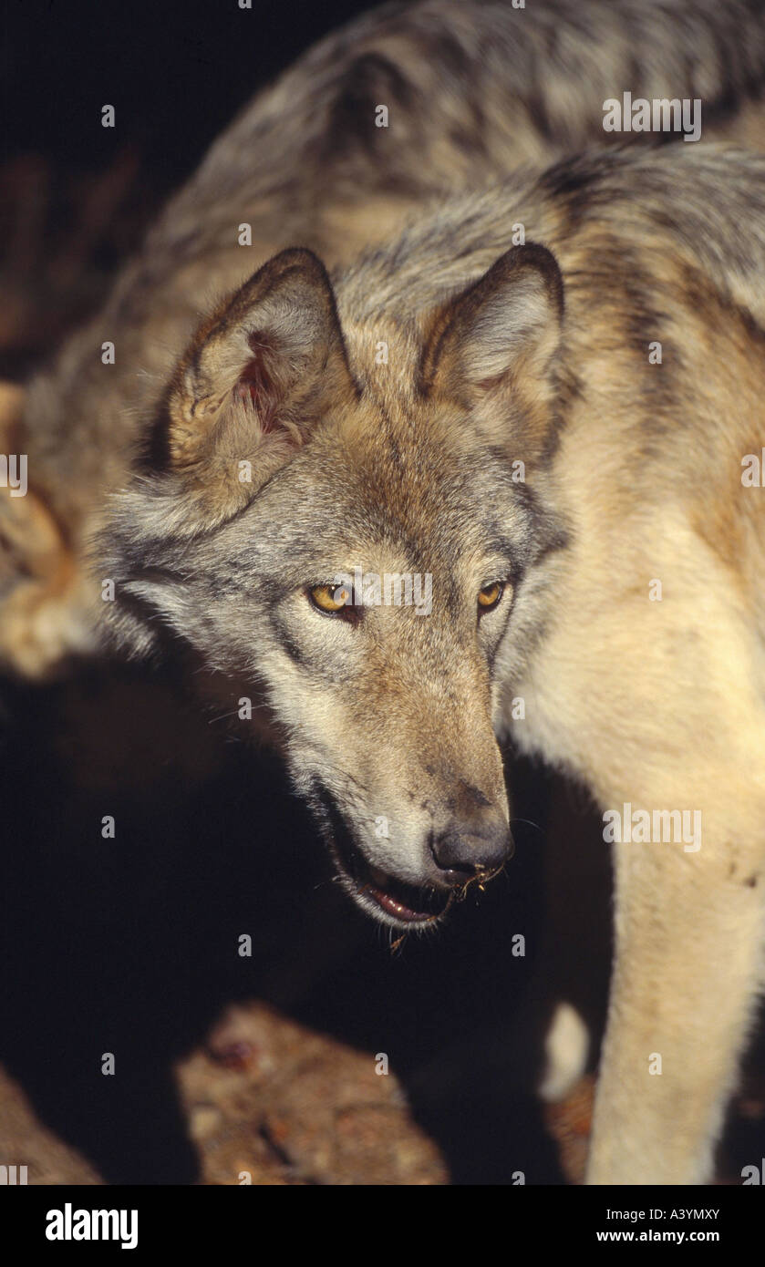 European gray wolf (Canis lupus lupus), portrait Stock Photo - Alamy