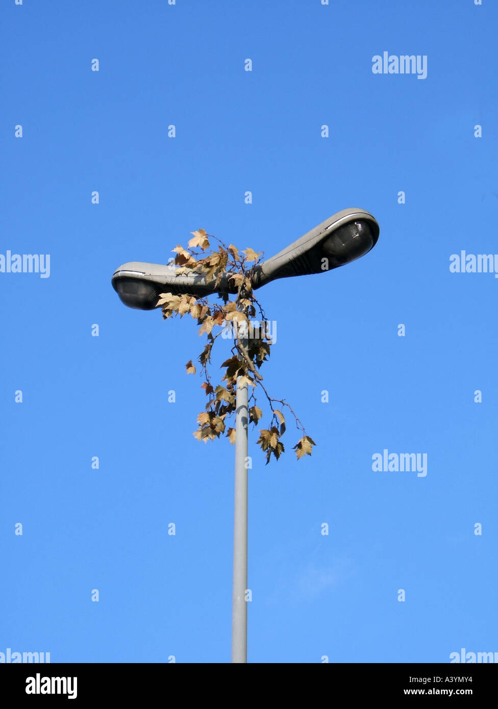 branch fallen on lamp post Stock Photo - Alamy
