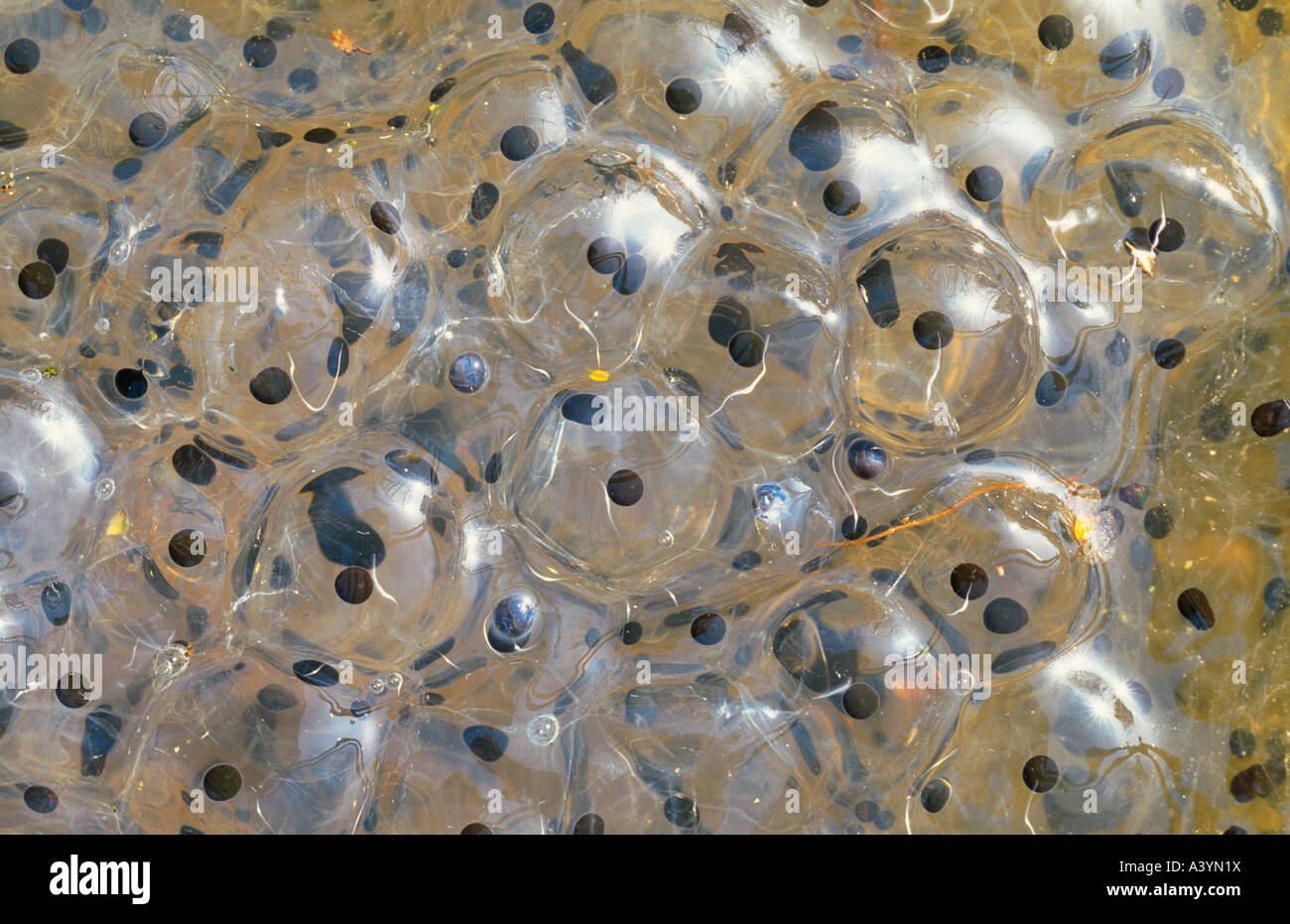 common frog, grass frog (Rana temporaria), spawn Stock Photo - Alamy