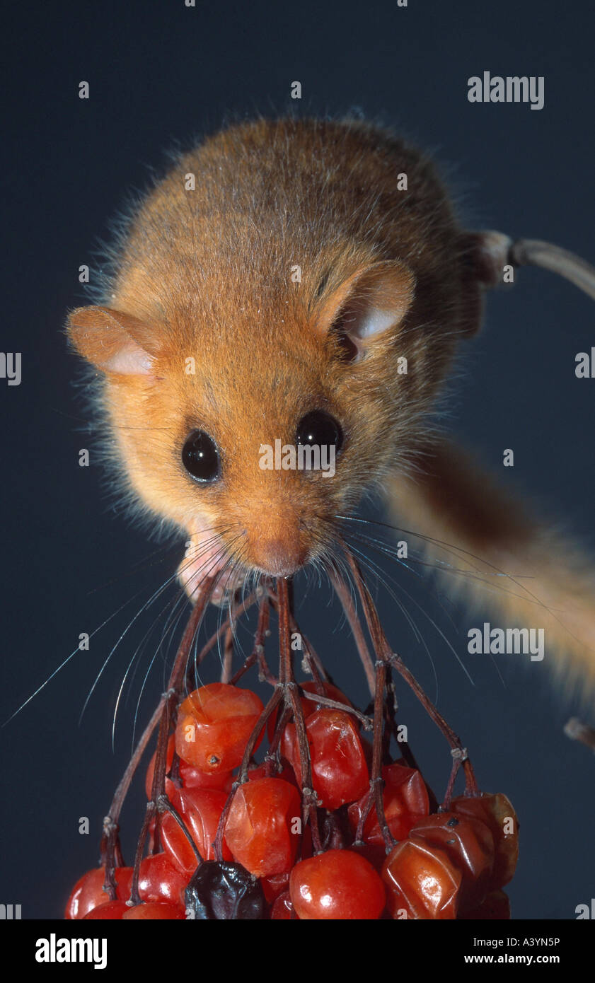 common dormouse, hazel dormouse (Muscardinus avellanarius), climbing on ...