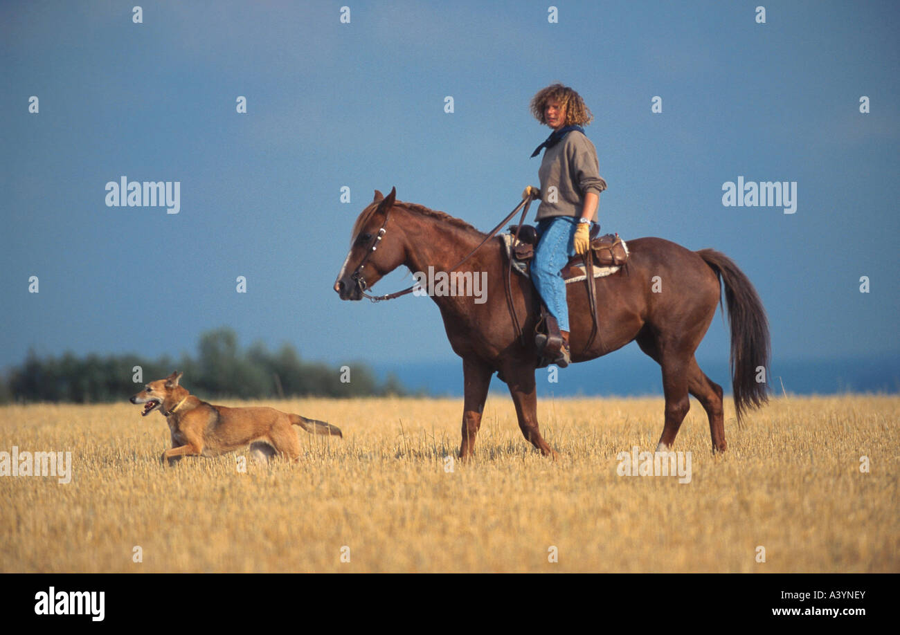 Quarterhorse (Equus przewalskii f. caballus), riding with a dog Stock ...