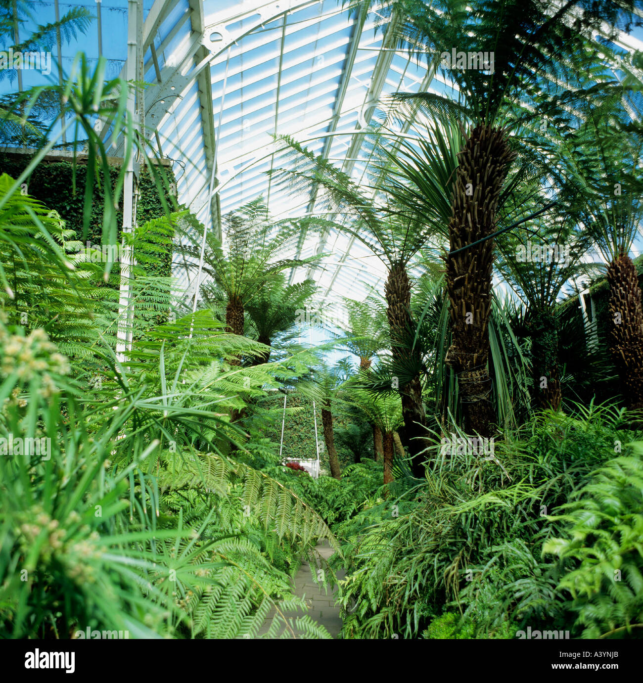 Fernery hi-res stock photography and images - Alamy