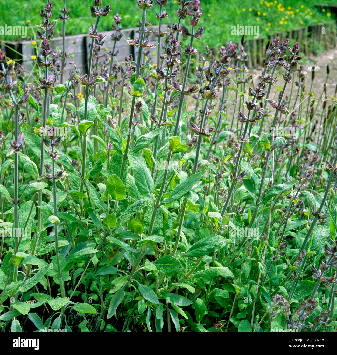 blossoms of herb and medicinal plant sage Salvia officinalis Stock ...