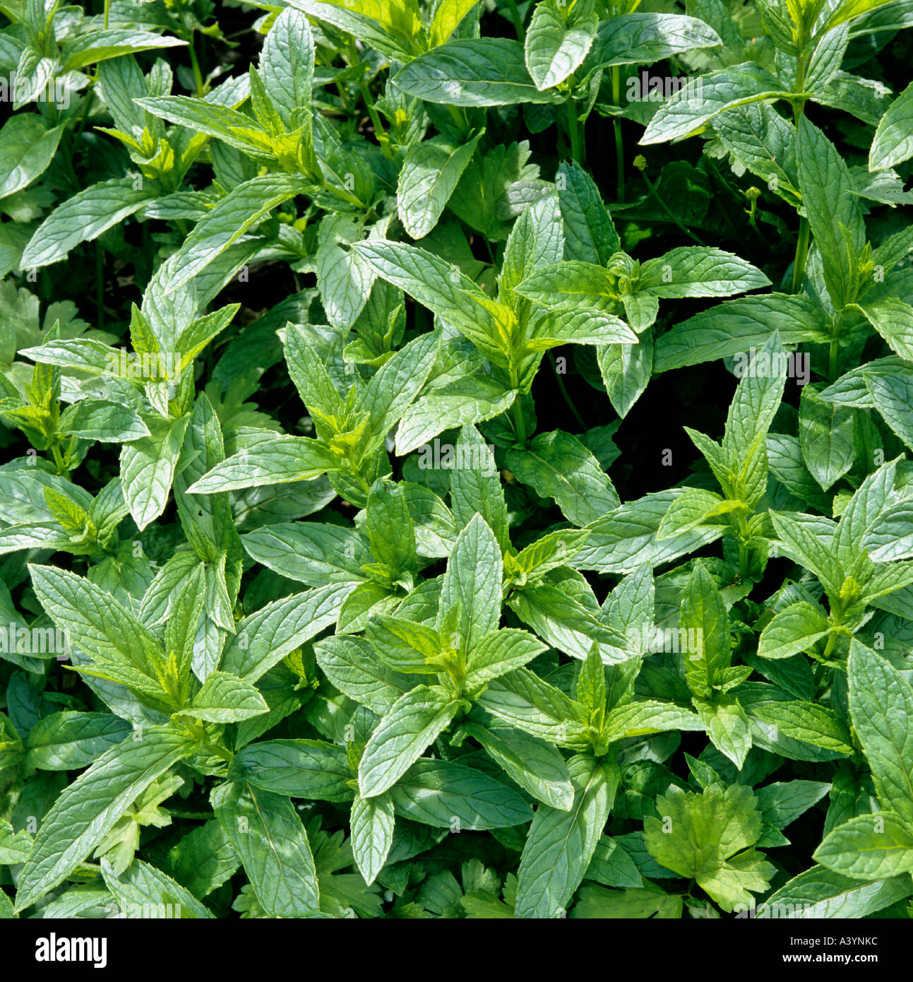 Medicinal leaves color hi-res stock photography and images - Alamy