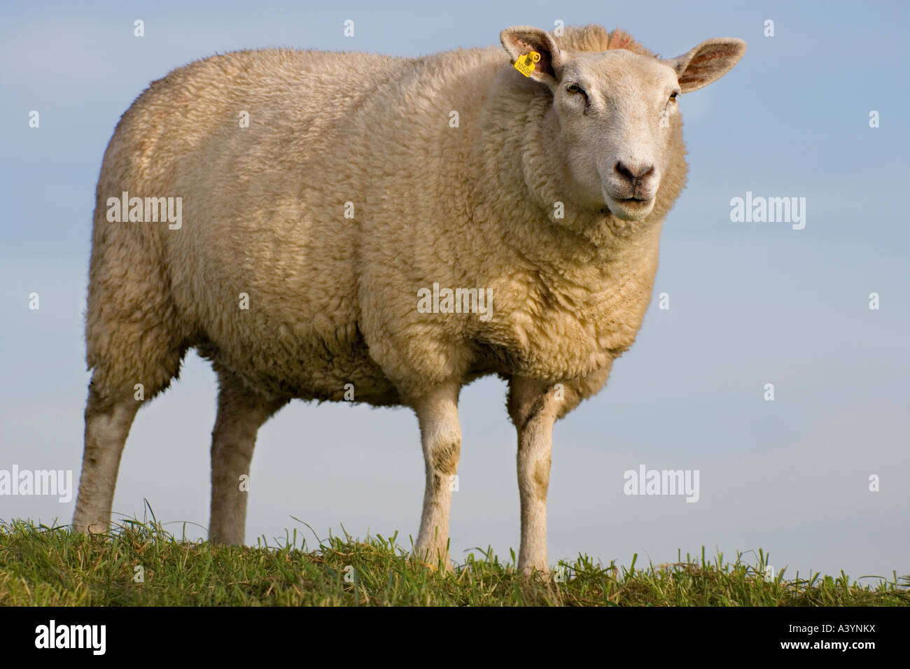 Sheep white soft thick coat hi-res stock photography and images - Alamy