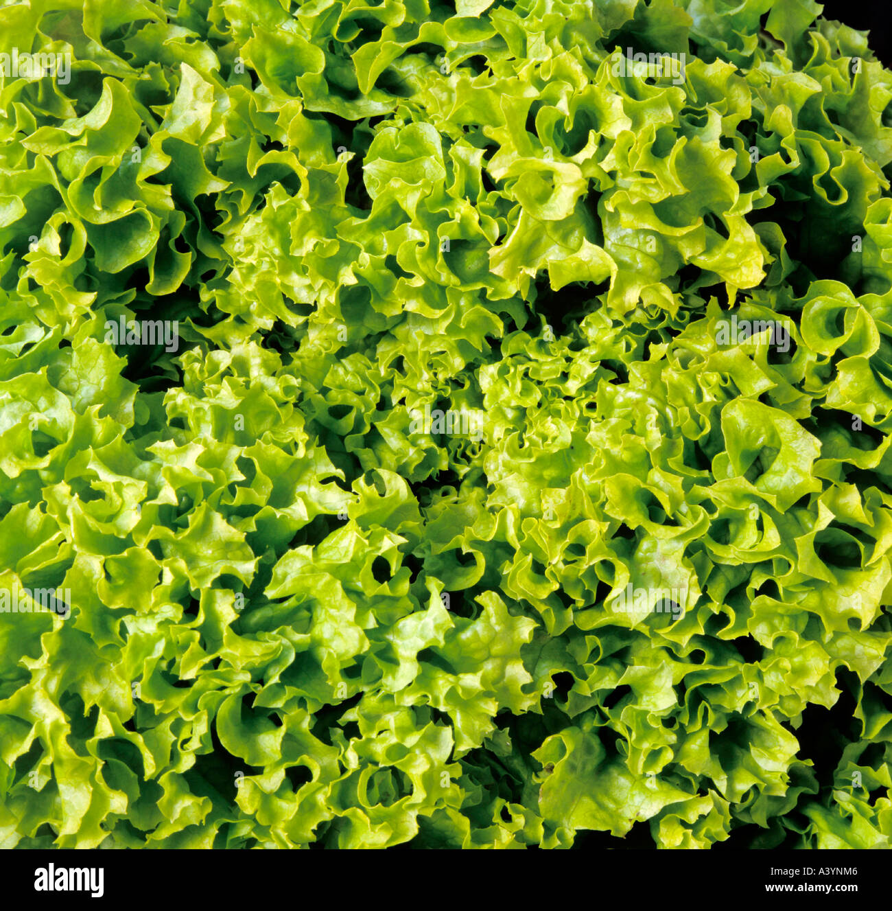 lollo biondo lettuce Stock Photo - Alamy