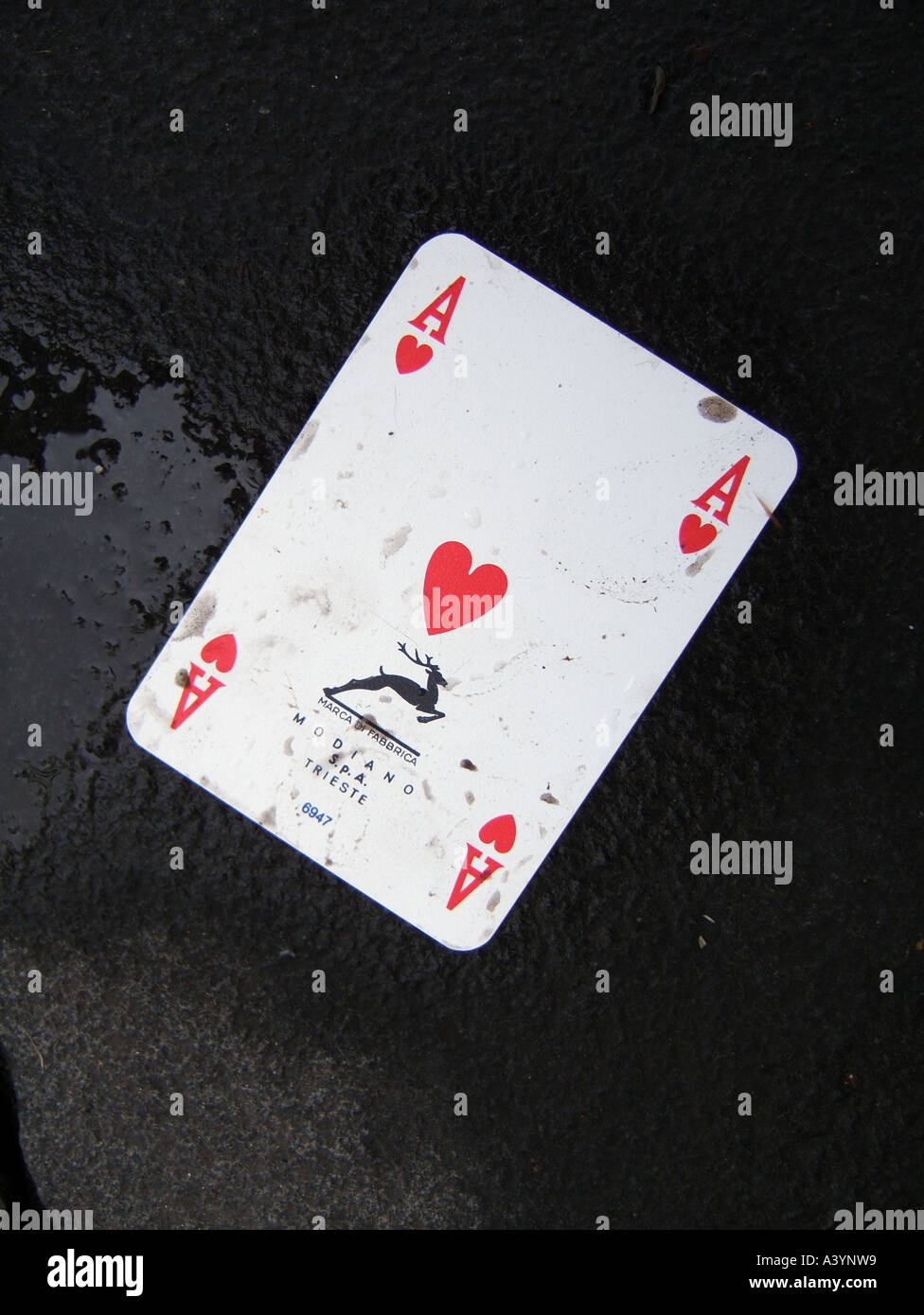 cards discarded on wet pavement Stock Photo - Alamy