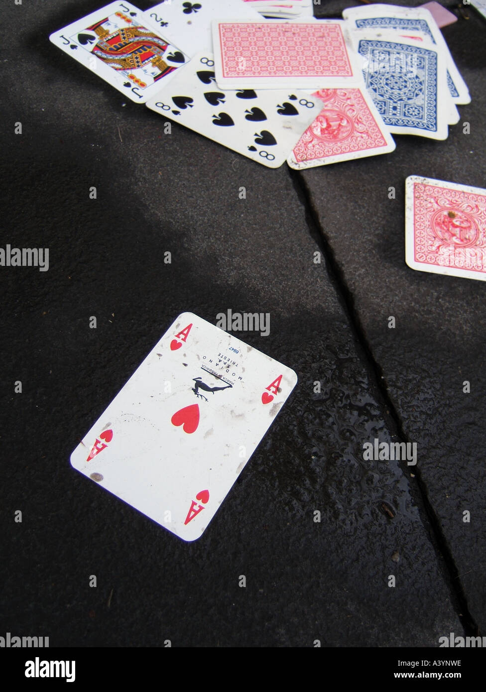 cards discarded on wet pavement Stock Photo - Alamy