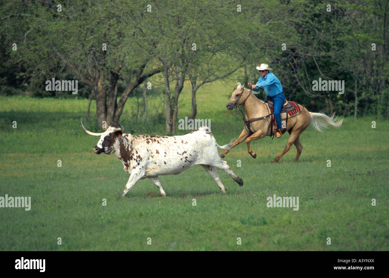 Quarterhorse (Equus przewalskii f. caballus), cowboy tracing a longhorn ...