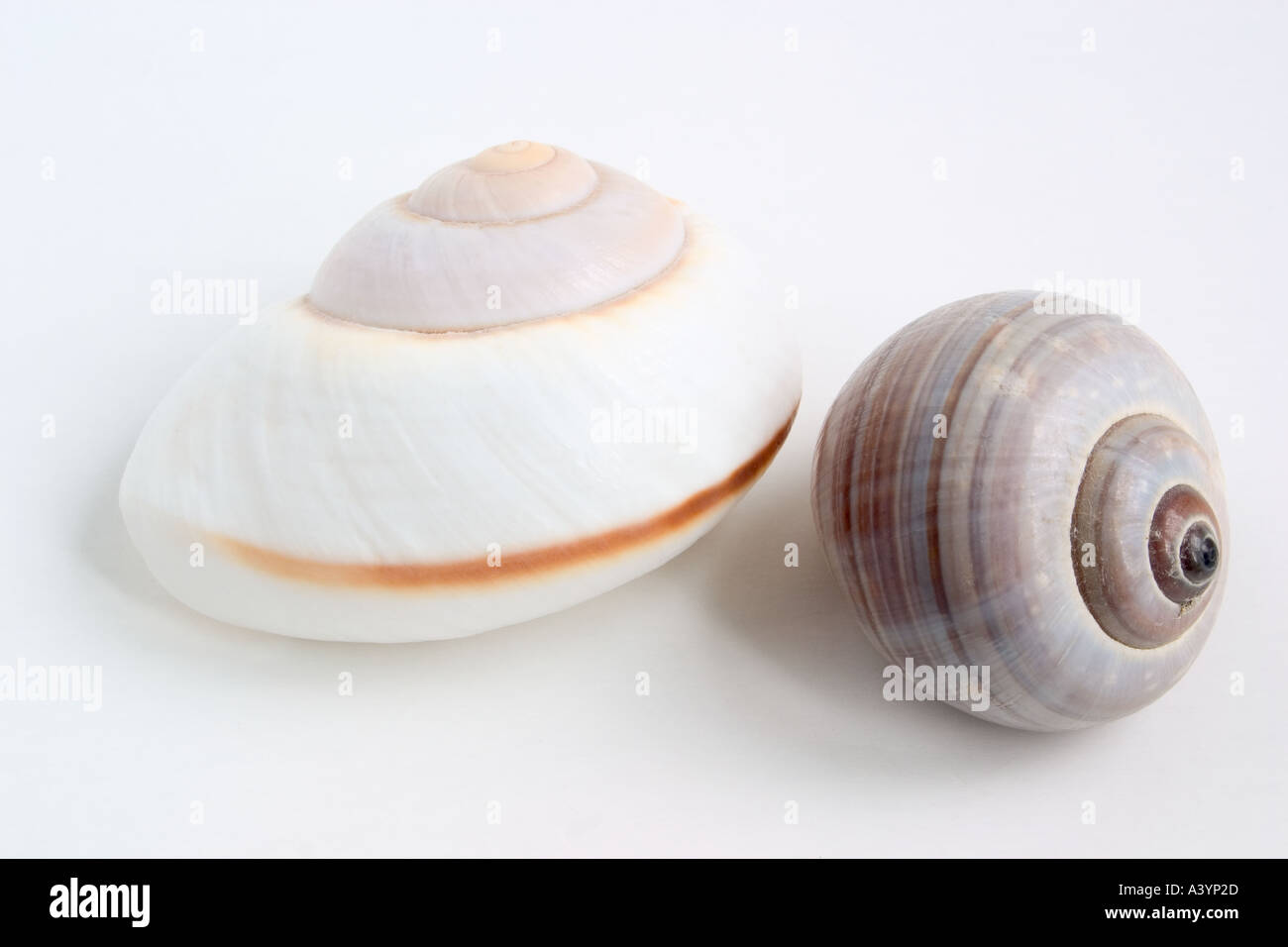 Two shells hi-res stock photography and images - Alamy