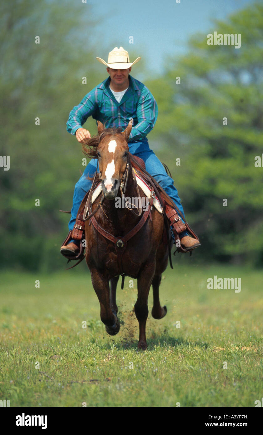 Quarterhorse (Equus przewalskii f. caballus), cowboy riding over a ...