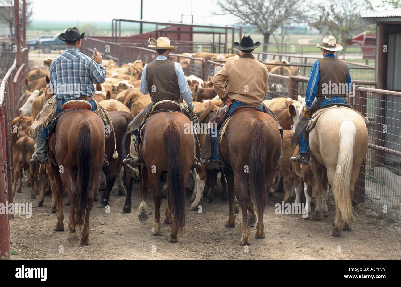 Droving hi-res stock photography and images - Alamy