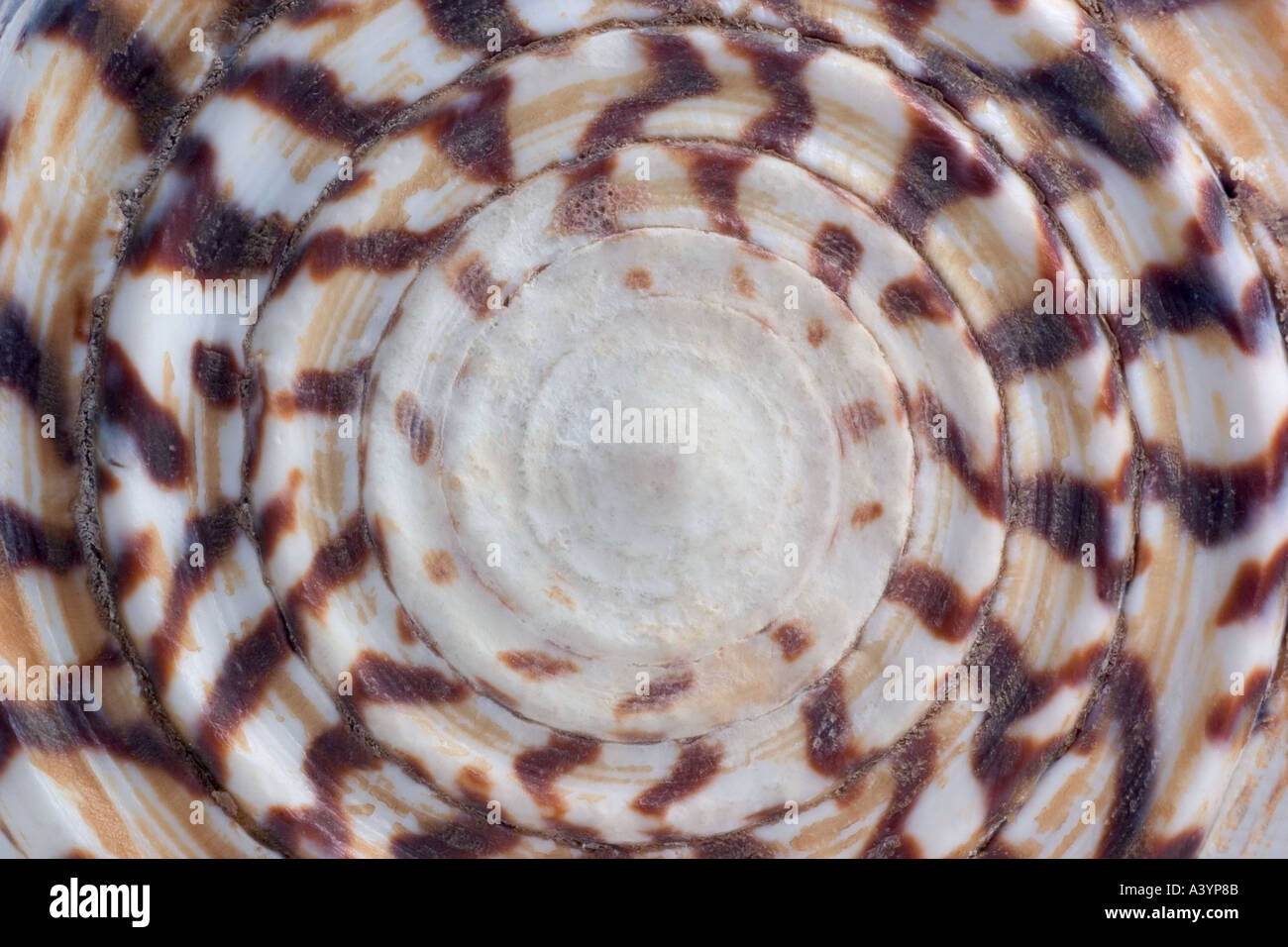 Cone shell hi-res stock photography and images - Alamy