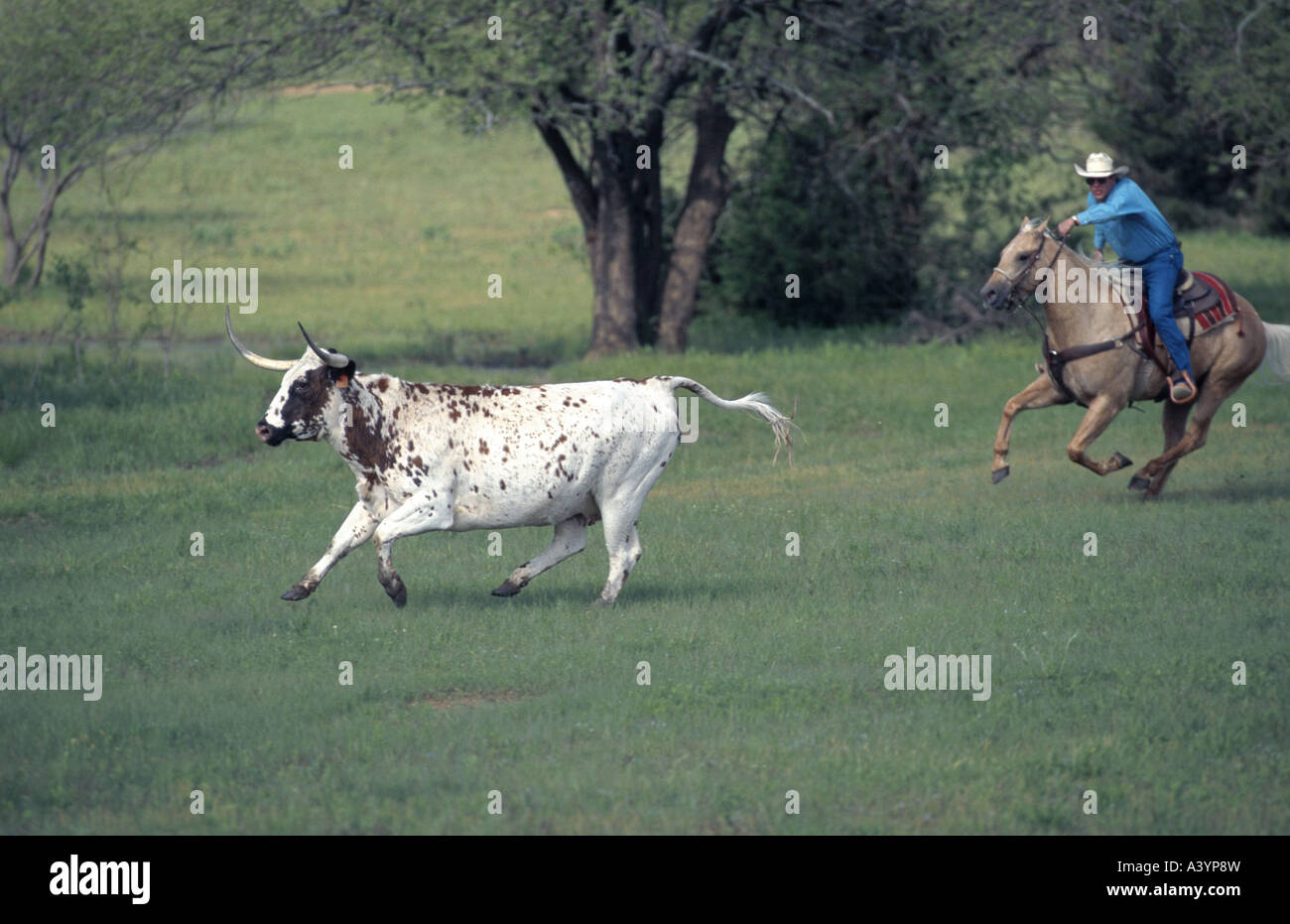Quarterhorse (Equus przewalskii f. caballus), cowboy catching a cow ...
