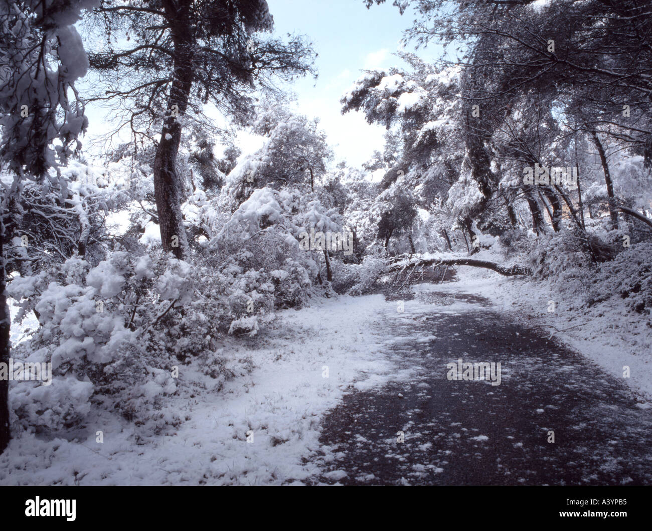 Road blocked by snow and broken tree Nice France Stock Photo - Alamy