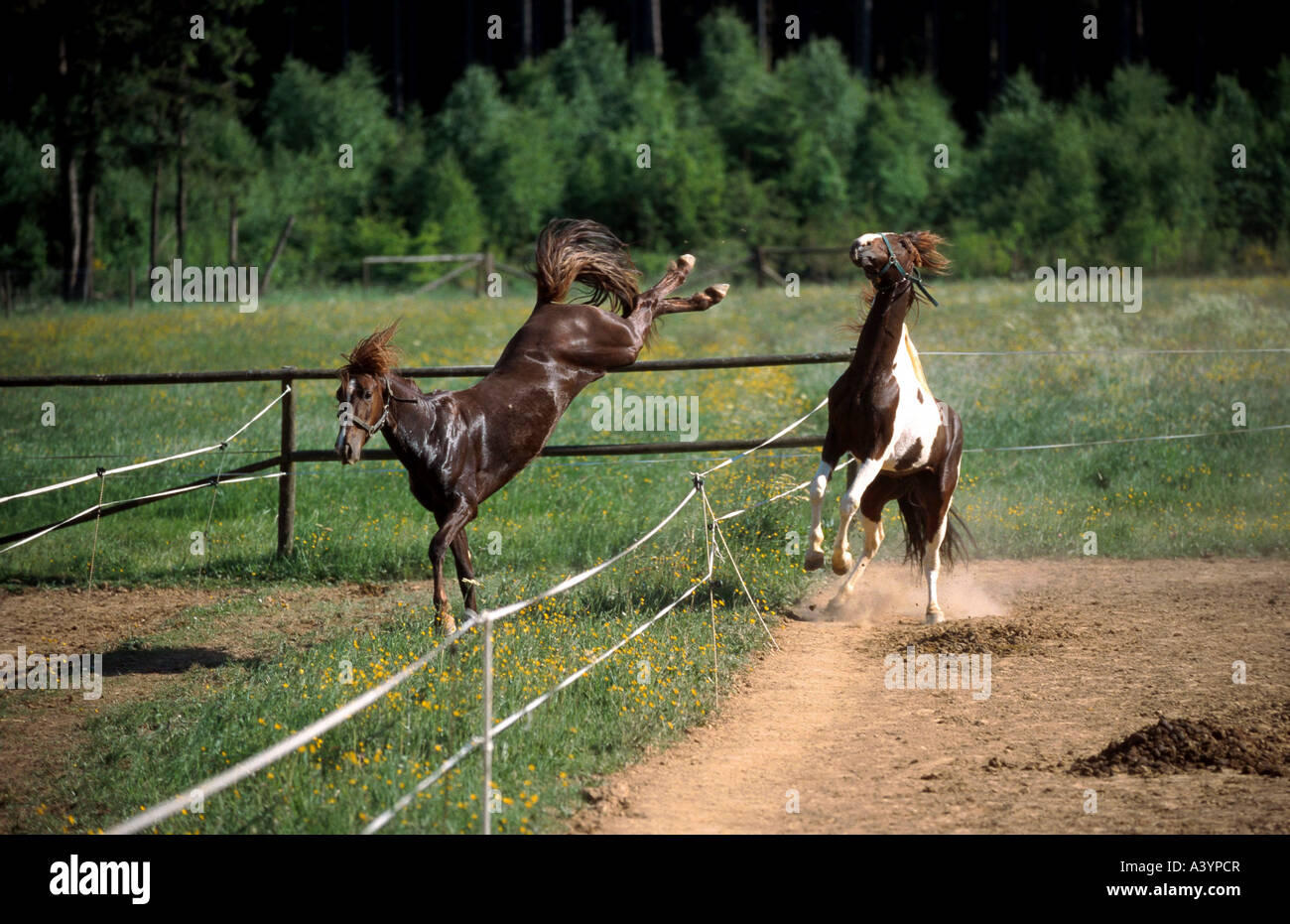 Yellow Tennessee Walking Horse