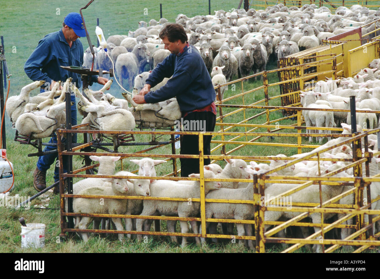 Tasmanian sheep farmers crutching and drenching lambs in late spring ...