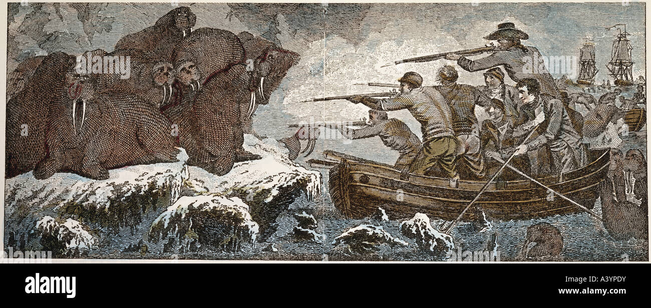 hunt, seals and whales, walrus hunt, colour woodcut, from "Voyage ...