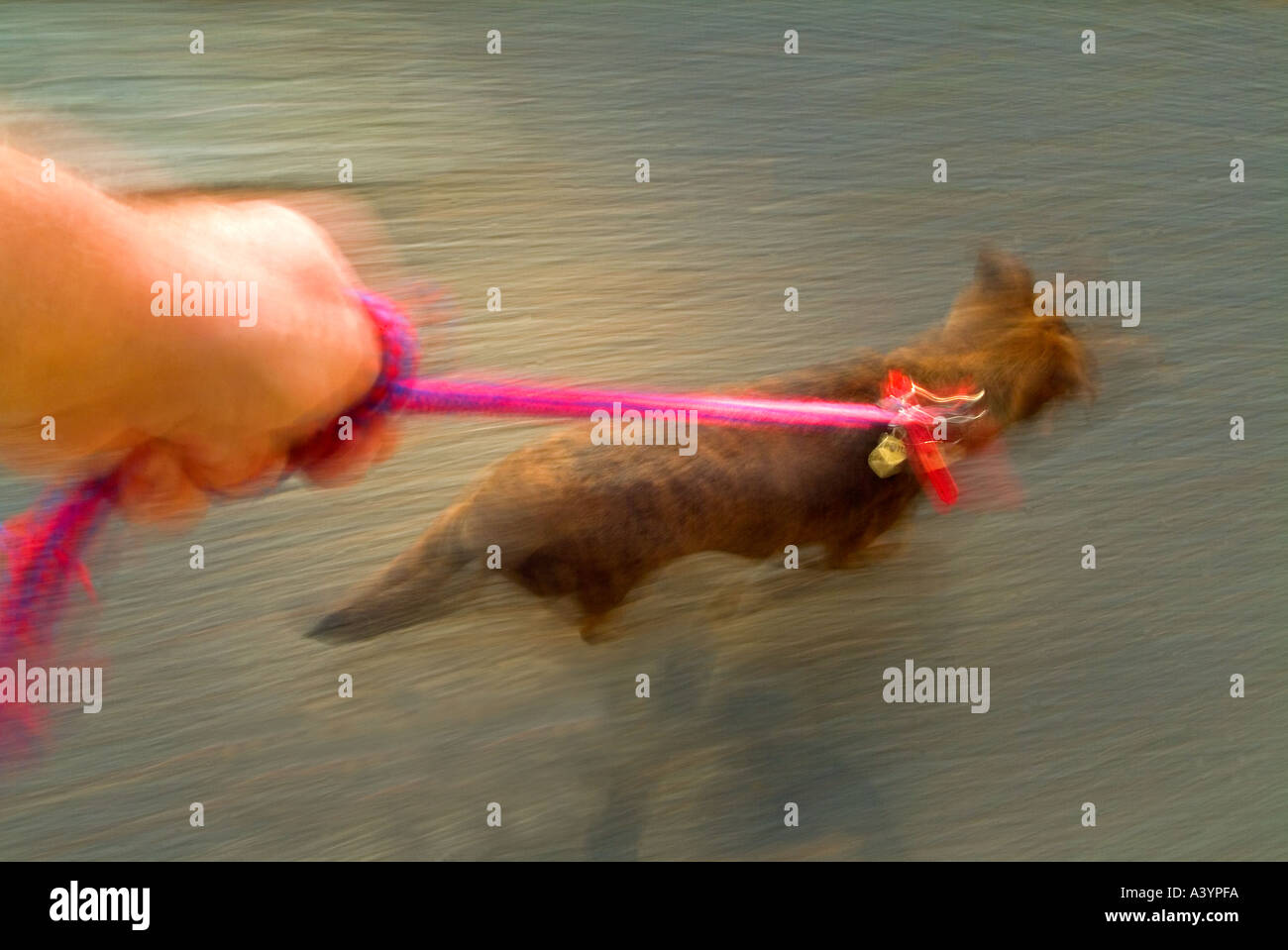 Puppy pulling hi-res stock photography and images - Alamy