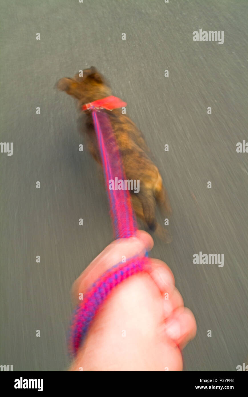 Puppy pulling hi-res stock photography and images - Alamy