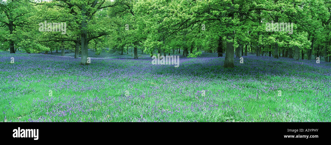 beech woodland, in spring with beeches in fresh foliage, United Kingdom ...