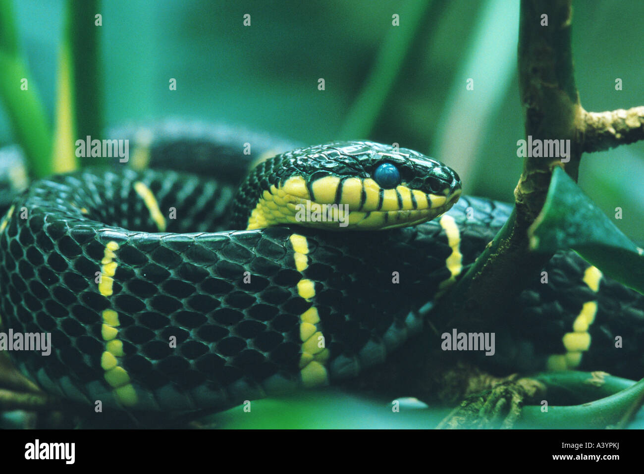 mangrove snake, Gold-ringed Cat Snake (Boiga dendrophila), portrait ...