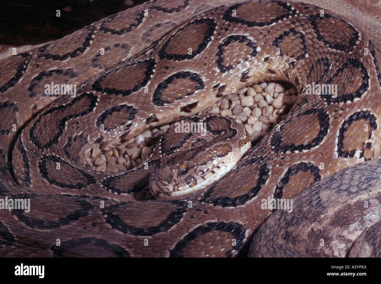 Russell viper daboia russelli hi-res stock photography and images - Alamy