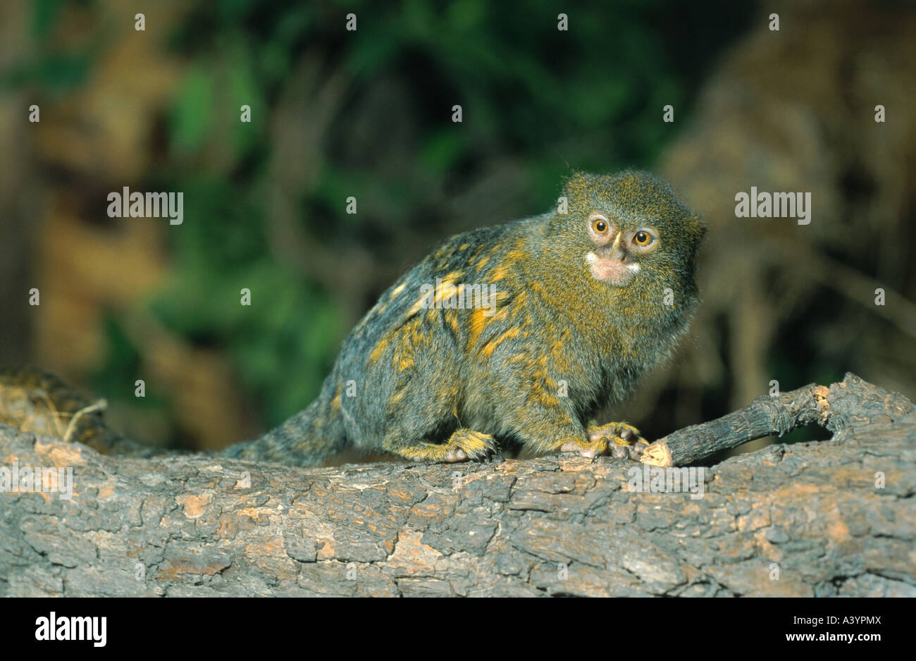 pygmy marmoset (Cebuella pygmaea), sitting on a trunk Stock Photo - Alamy