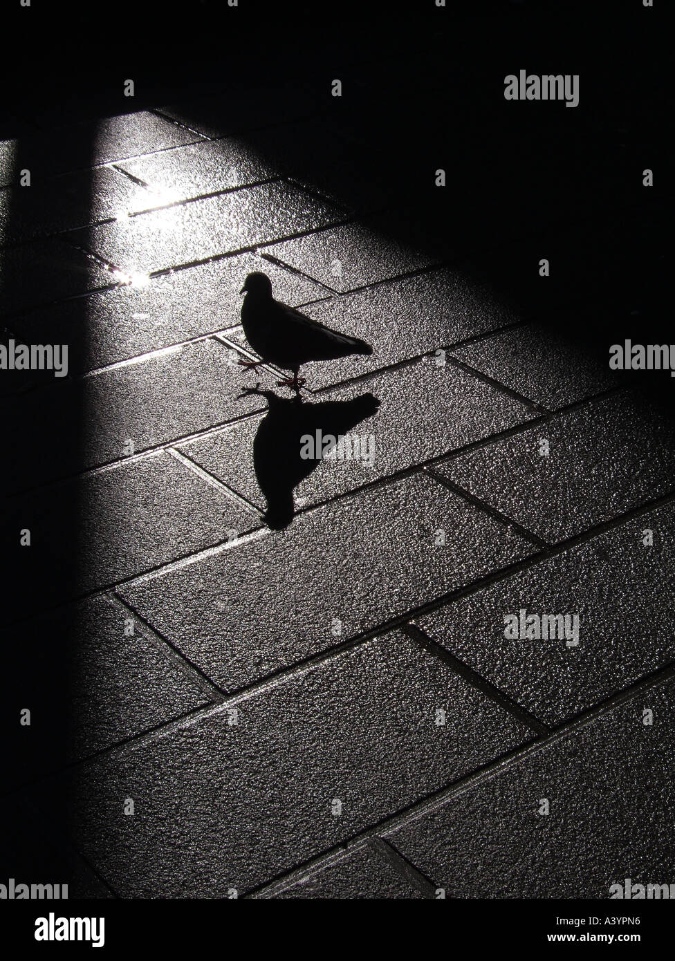 bird shadow on wet sidewalk Stock Photo - Alamy