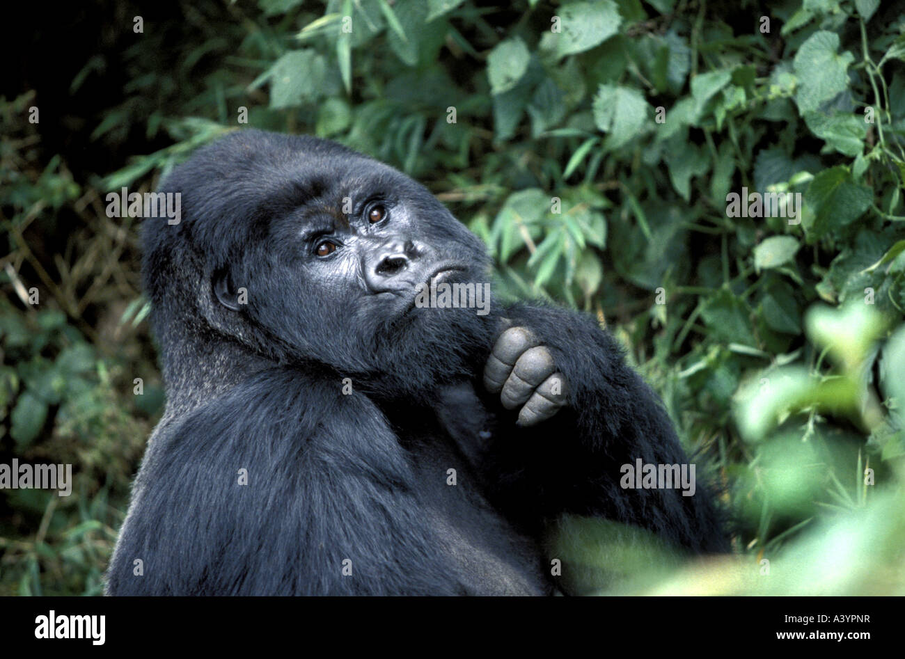 mountain gorilla (Gorilla gorilla beringei), plucking at beard, Rwanda ...