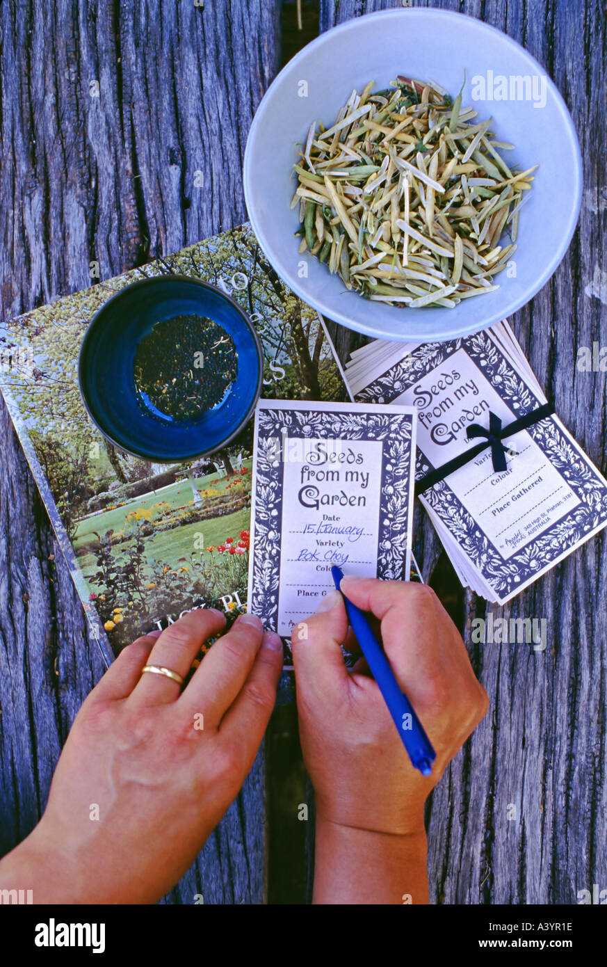 Collecting seeds and putting them into packets Stock Photo - Alamy