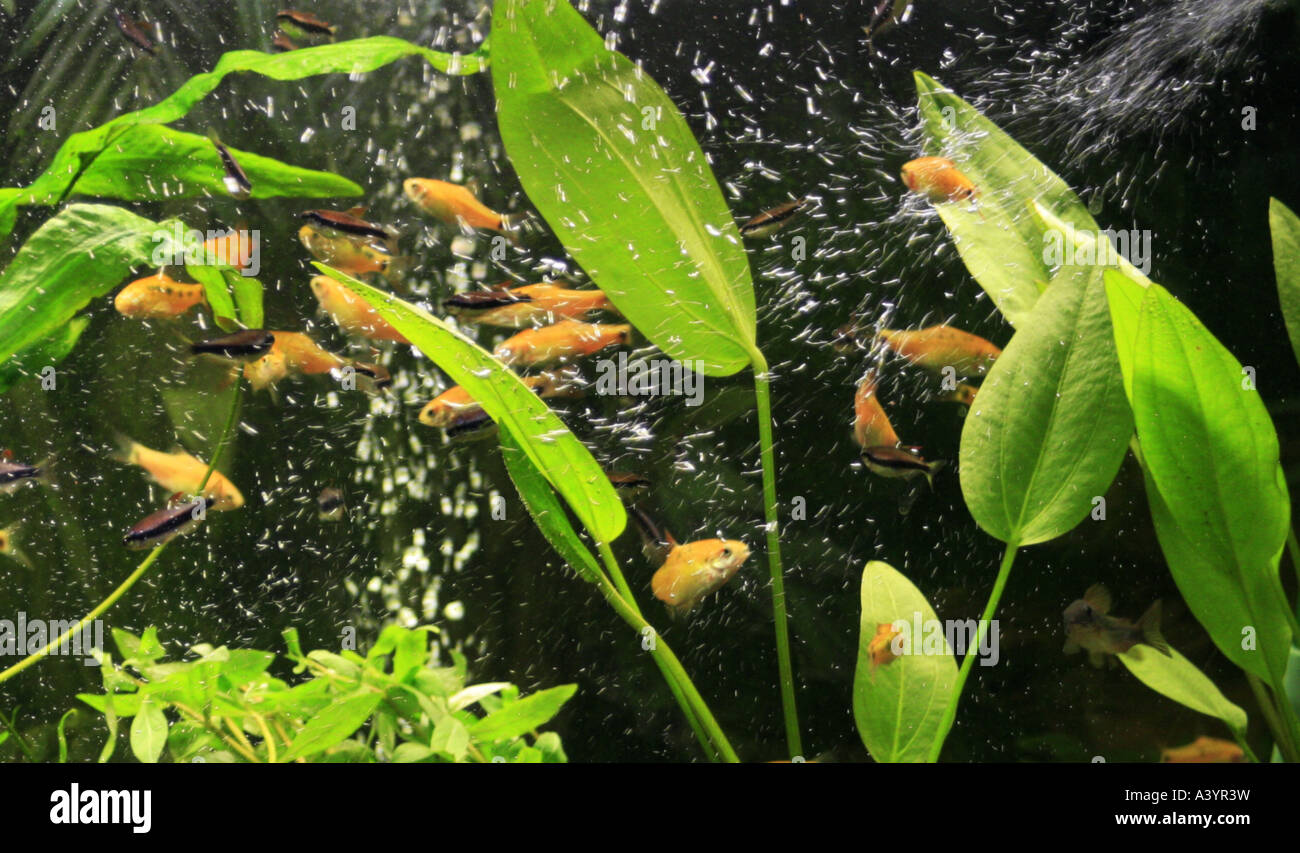 fishes in fish tank Stock Photo - Alamy