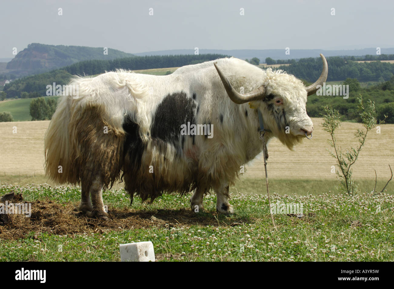 domestic cattle (Bos taurus f. taurus), standing on a meadow Stock ...