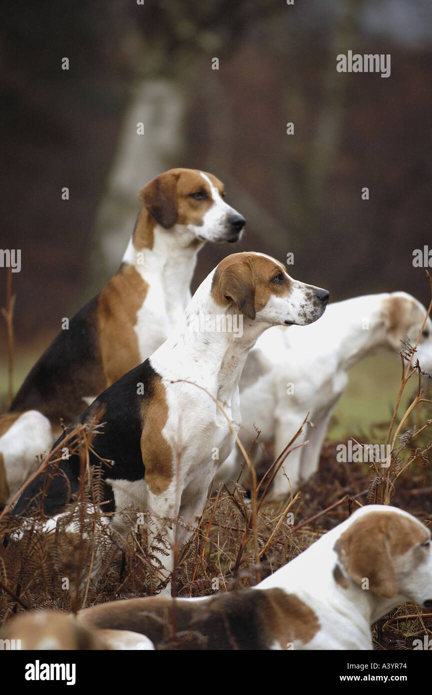 Fox and hounds hi-res stock photography and images - Alamy