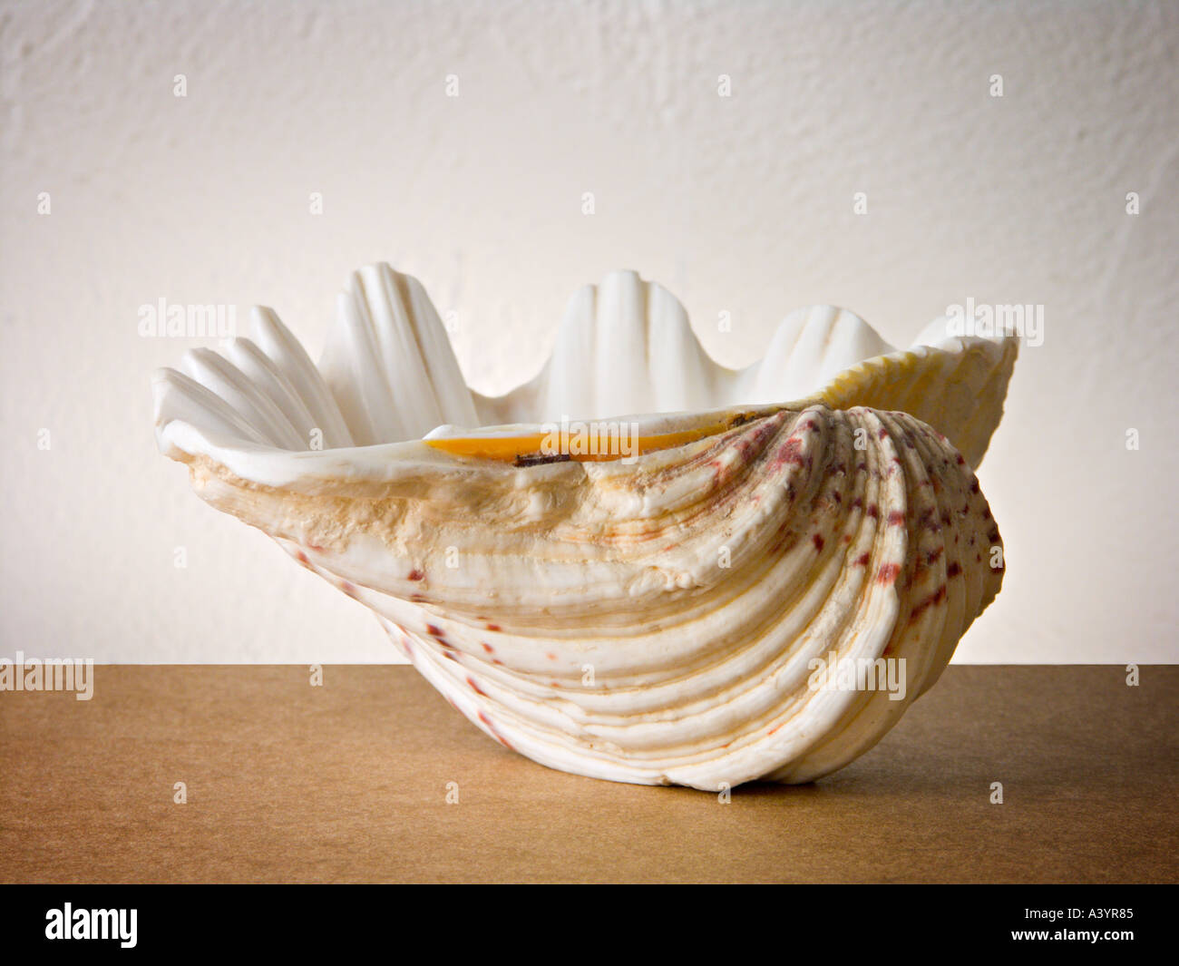 Sea shell cottage hi-res stock photography and images - Alamy