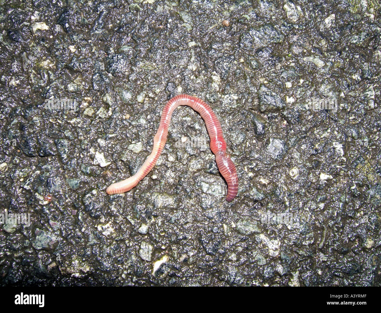 one earthworm on road surface Stock Photo - Alamy