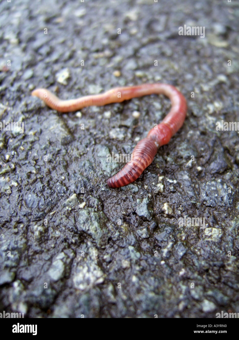 one earthworm on road surface Stock Photo - Alamy