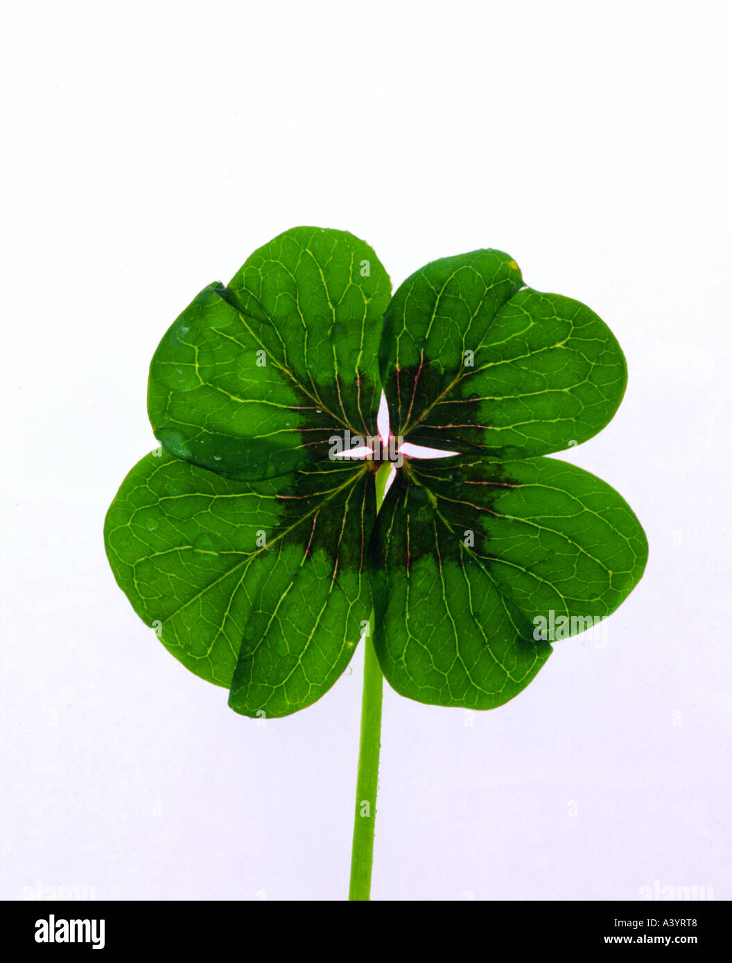 four leafed clover Stock Photo - Alamy