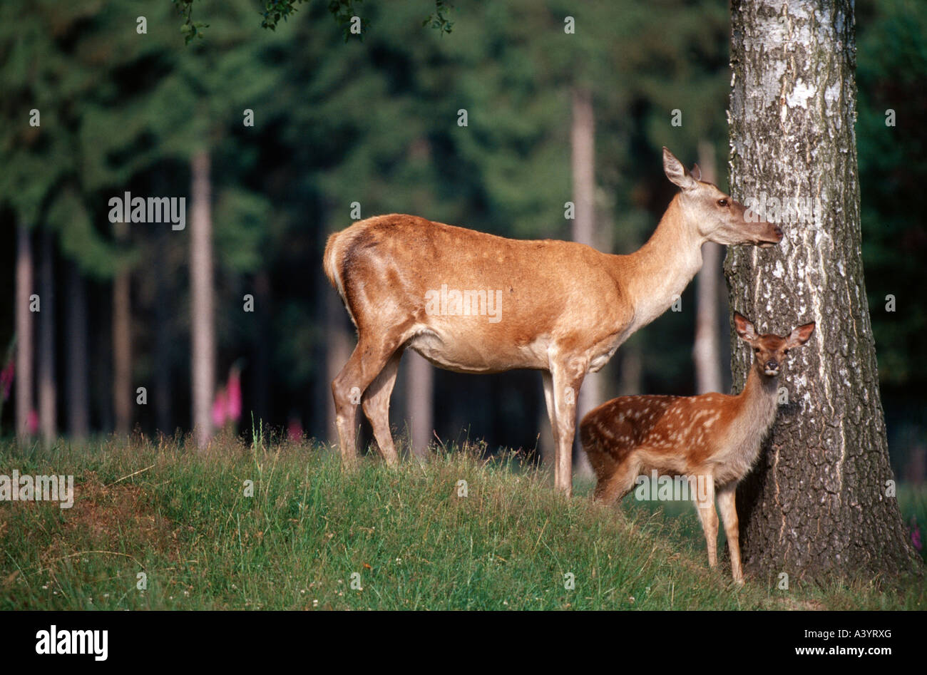 Red deer cow cervus hi-res stock photography and images - Alamy