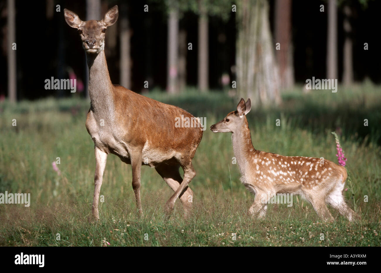 red deer (Cervus elaphus), cow with calf Stock Photo - Alamy