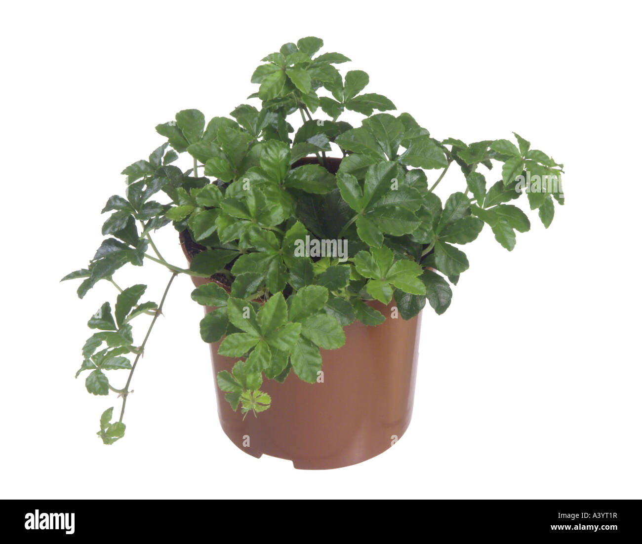 Sugar Vine (Parthenocissus striata), potted plant Stock Photo - Alamy